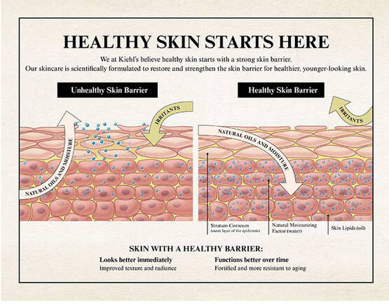 Skin Barrier คืออะไร - What is the Skin Barrier – Kiehl’s